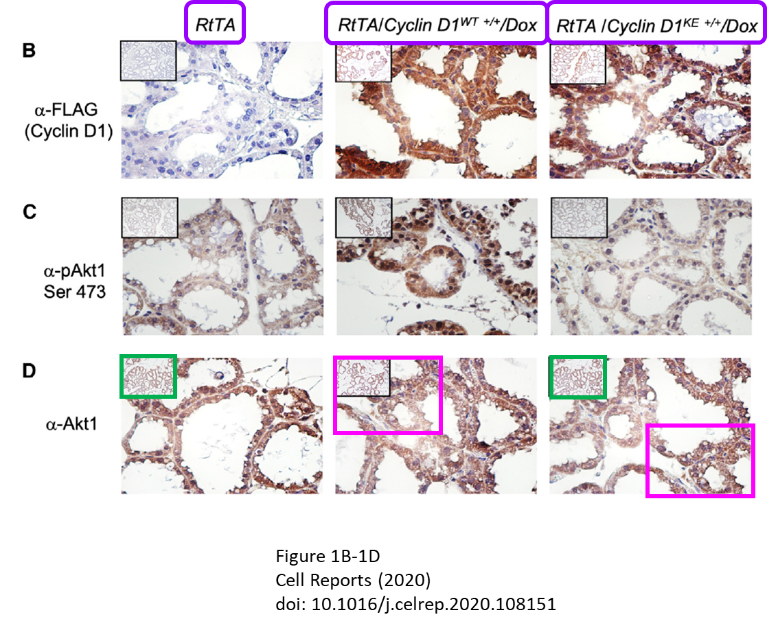 The Pestilence of Pestell – For Better Science